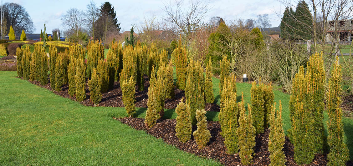 Taxus – Jardin Bois du Roi