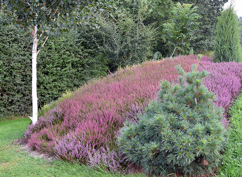 Calluna – Jardin Bois du Roi