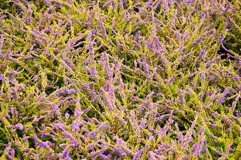 Calluna – Jardin Bois du Roi